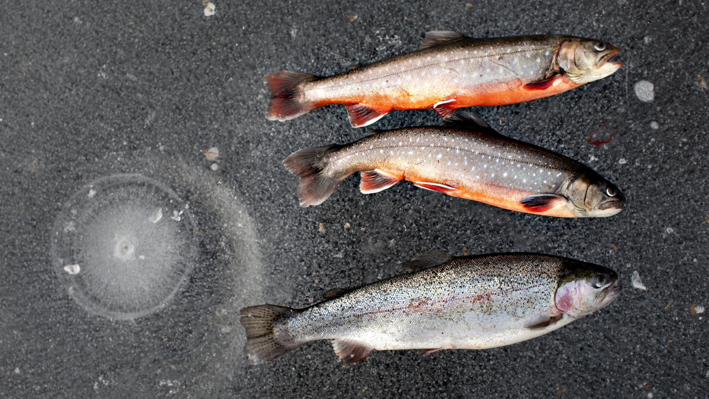 "Mitt mål är att äta korv" - Siljan News