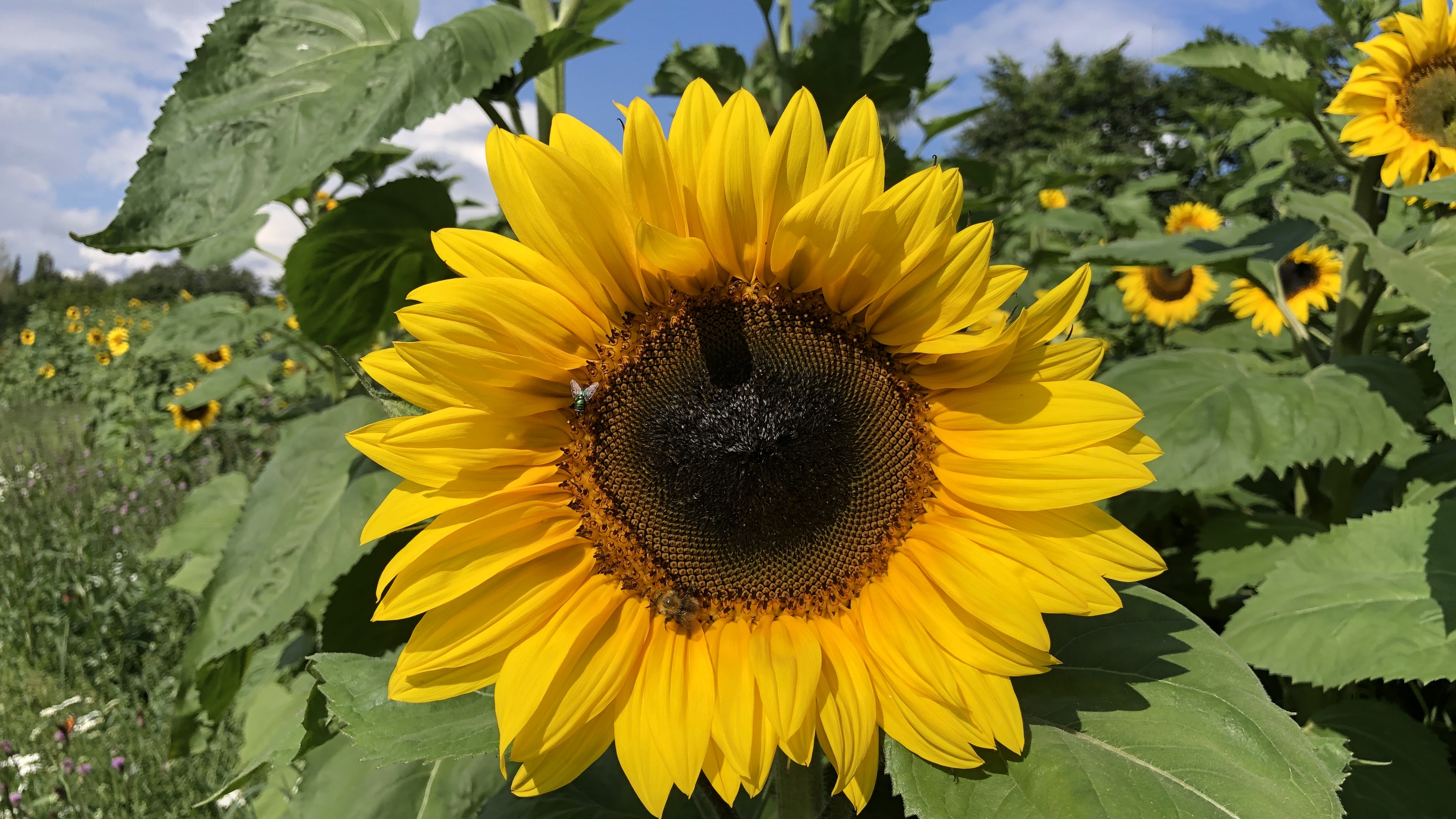 Nu öppnar solrosfältet upp för självplock - Siljan News