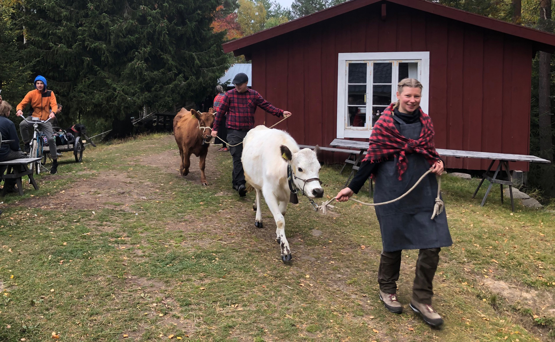 Den stora buffringsdagen - Siljan News