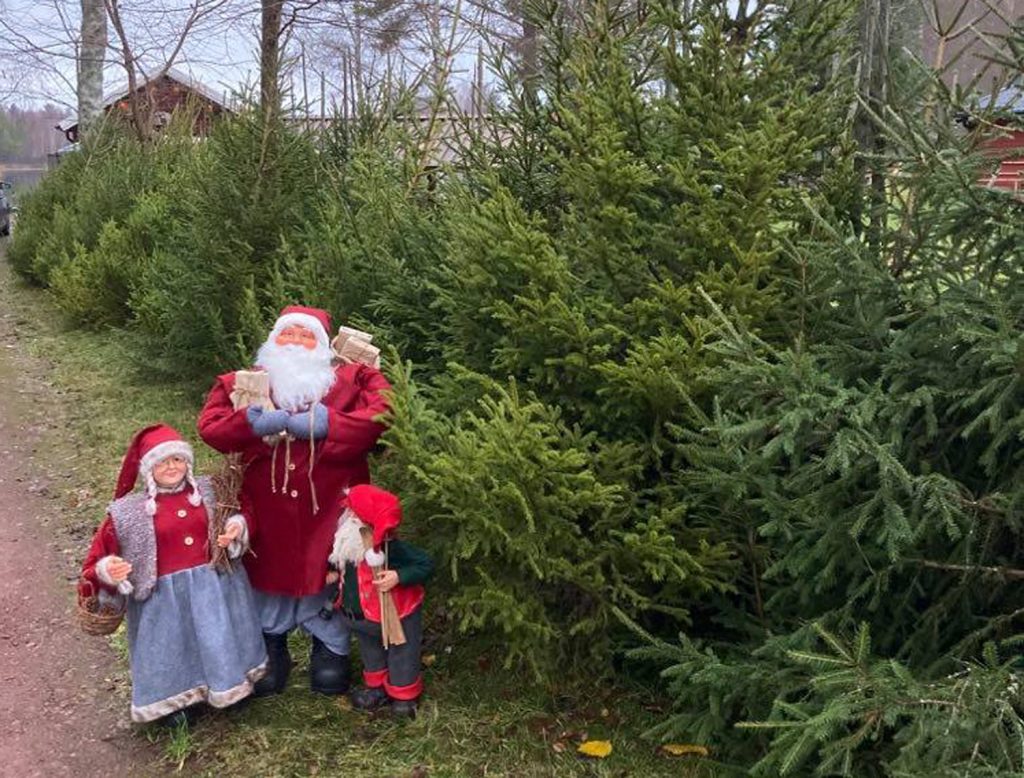Sturfajtn har försett Orsafolket med julgran i över 40 år - Siljan News