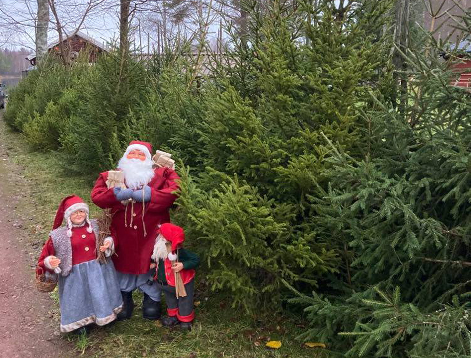 Sturfajtn har försett Orsafolket med julgran i över 40 år - Siljan News