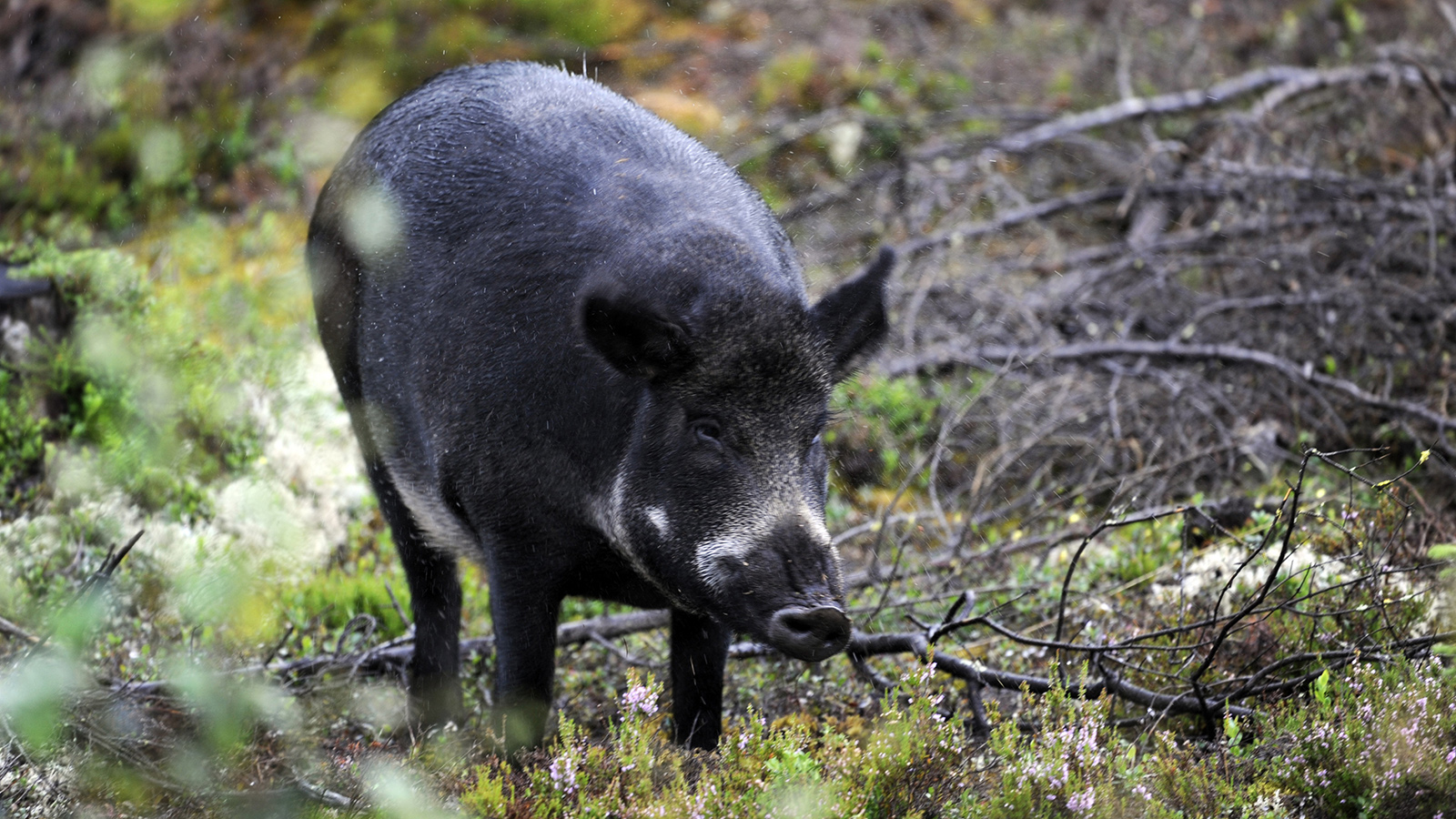 ”Vilket jädra svin” - Siljan News
