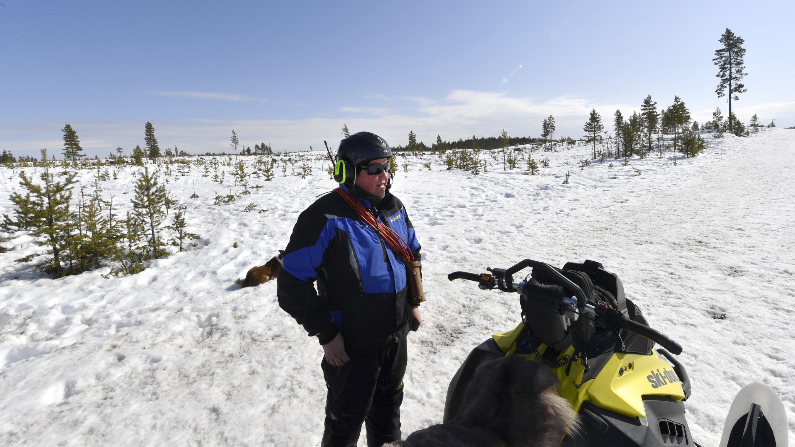 Vägrenar mitt i vägen – respektera skyltarna om renfara runt Idre ...