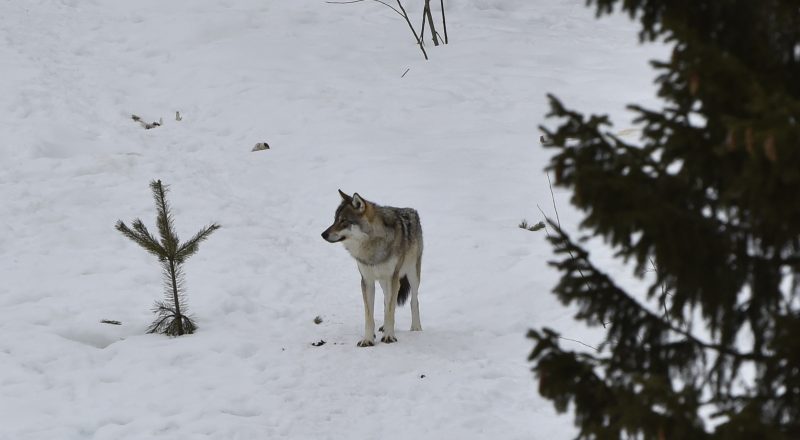 Vargen kommer från Finland – har lägst inblandning av hund i världen ...