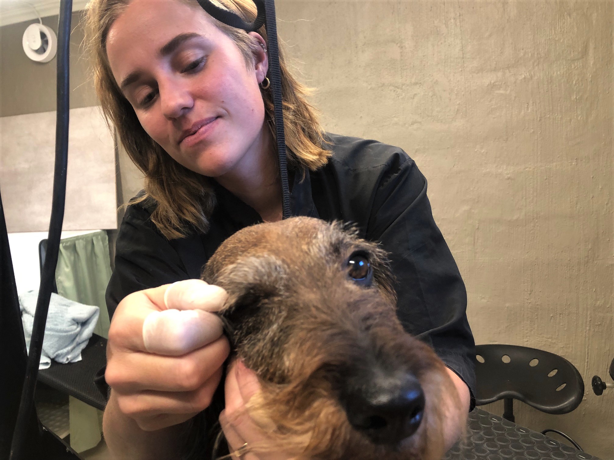 Tant Gröns hundtrim har slagit upp portarna - Siljan News