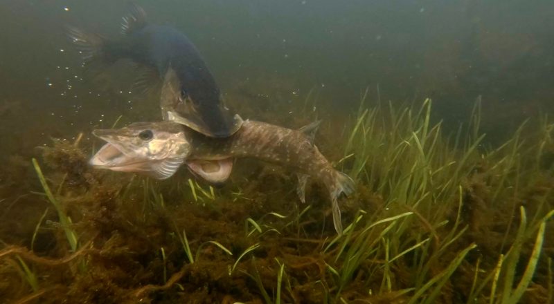 ”Fler och fler nybörjare som vill fiska” - Siljan News