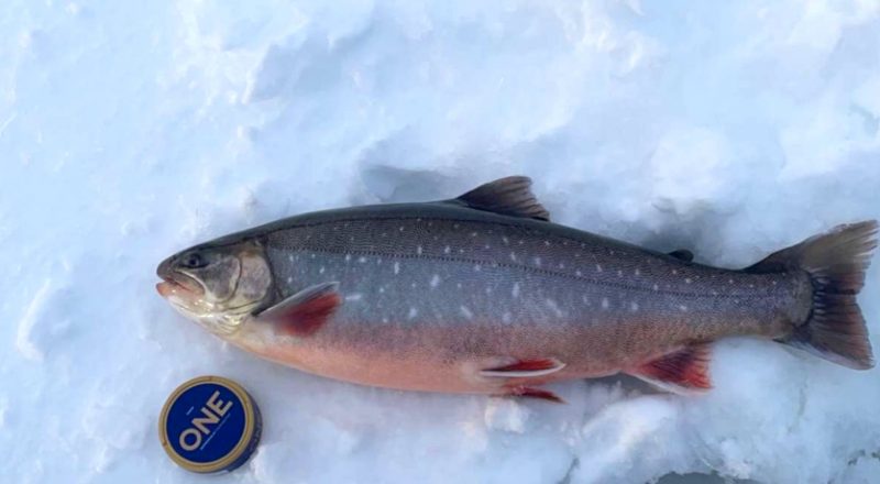 Rejäl röding fångad på Burusjön - Siljan News