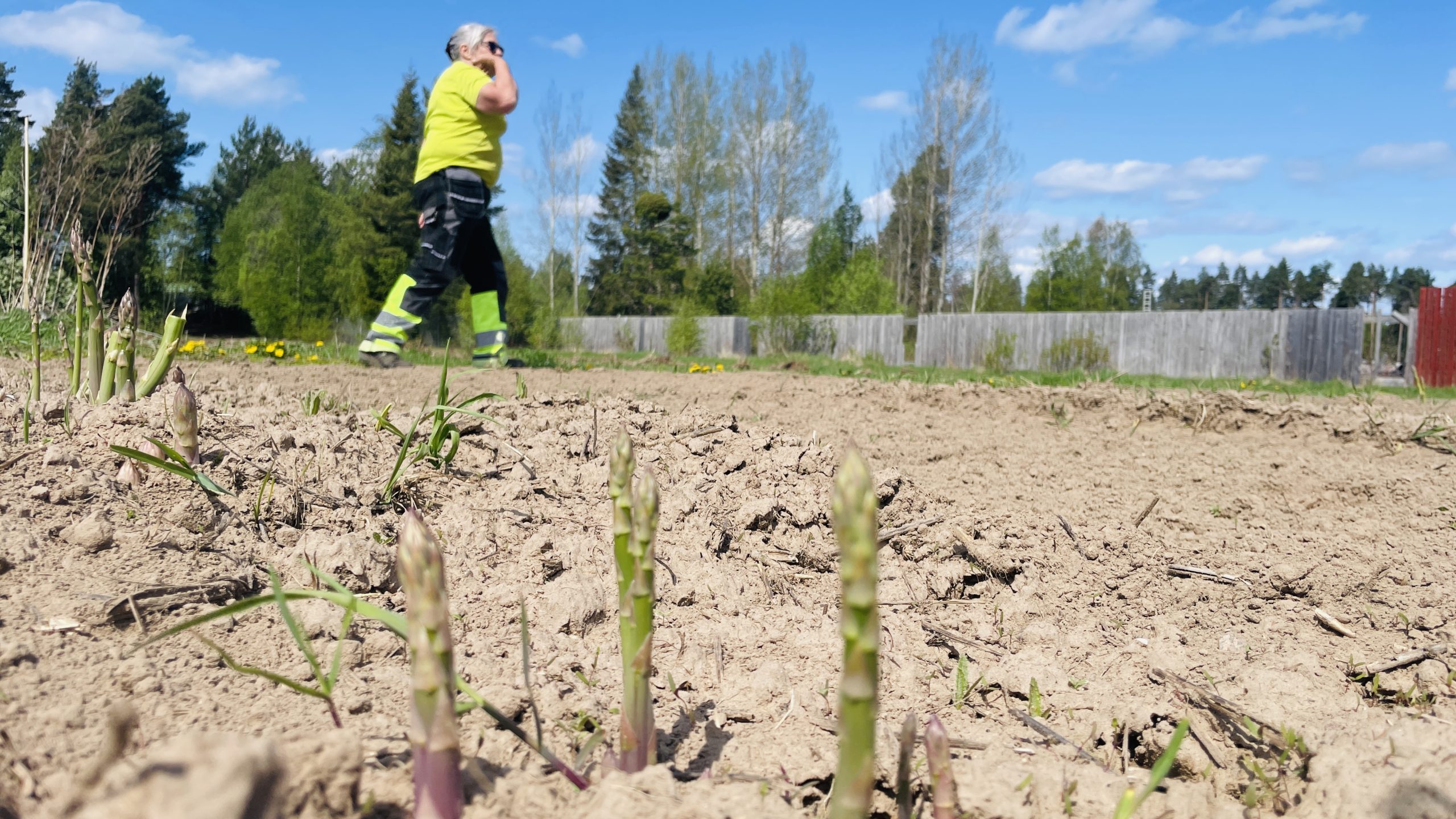 Årets första sparris är redo att plockas - Siljan News