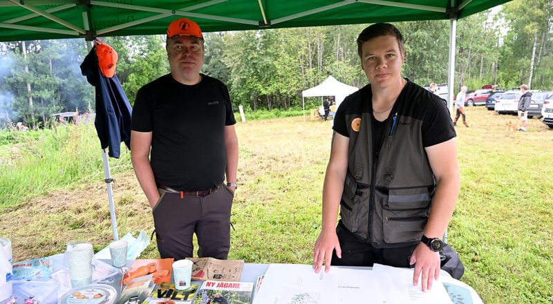 Allt fler björnar och fler får fällas när björnjakten nu inleds ...