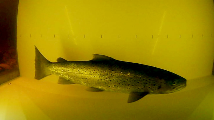 Siljansöringar tjuvstartade invigningen av de nya fiskvägarna vid ...