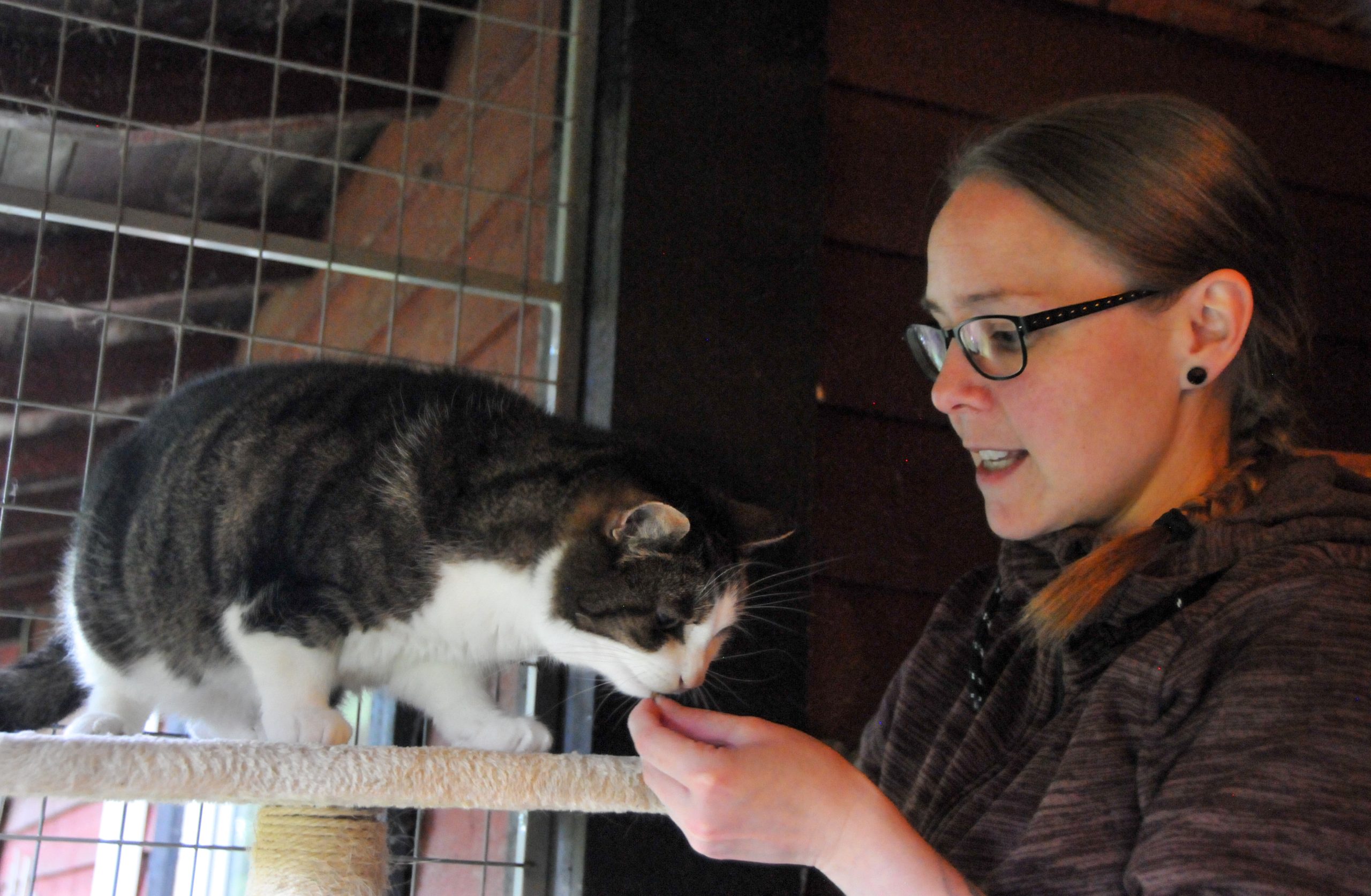 Dumpade katter - ett problem: "Folk ångrar sig" - Siljan News