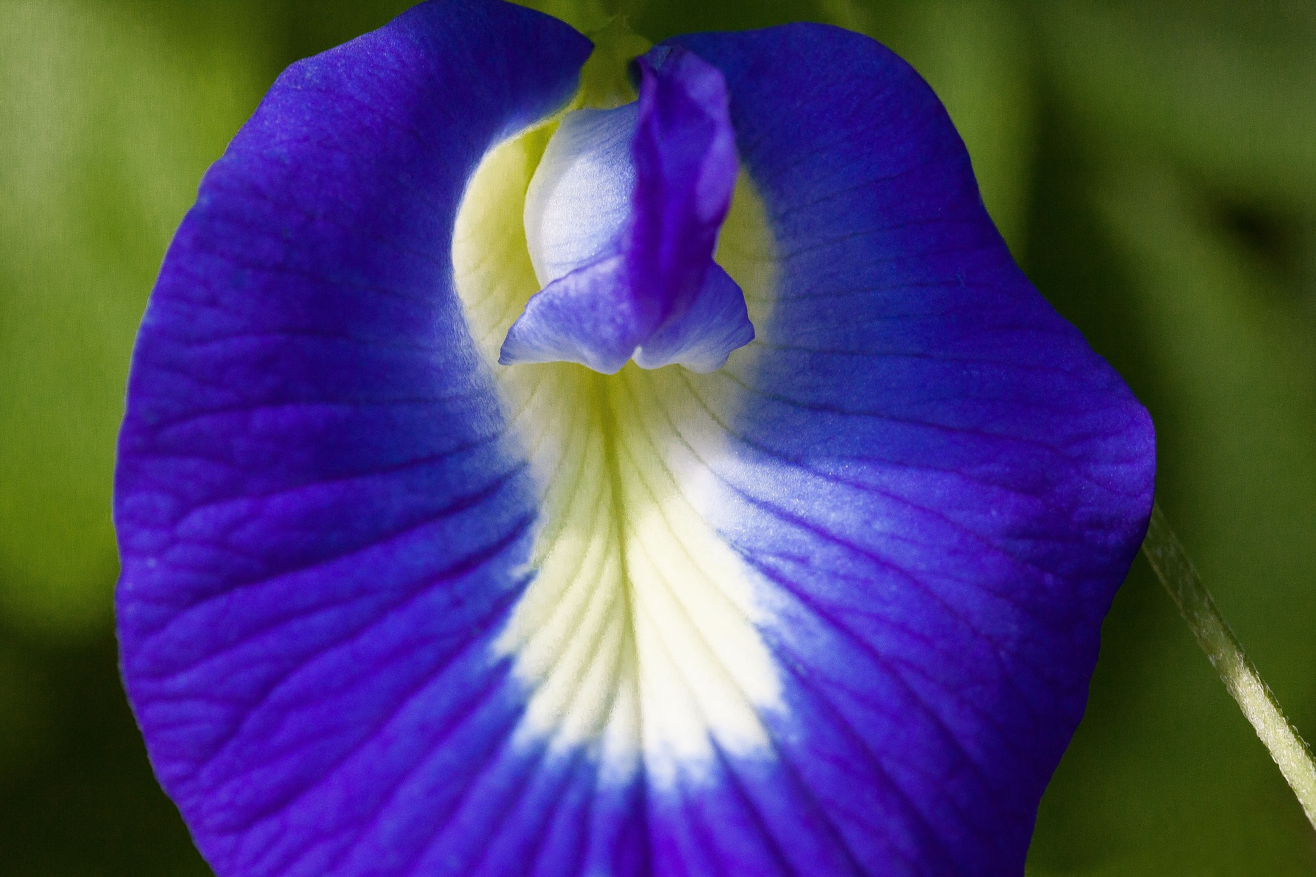 Blomman Clitoria Ternatea - hemligheten bakom Dala Bryggeris nya ...