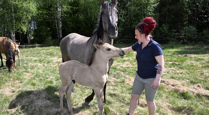 ”Redan som liten väcktes mitt hästintresse och att få äga en Mustang ...