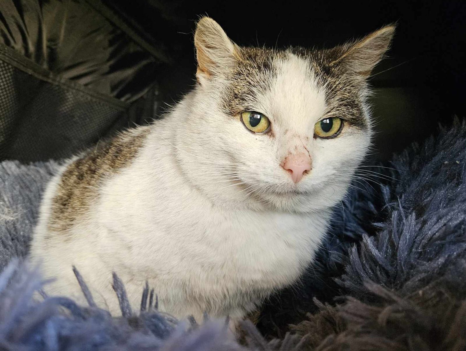 "En väldigt kelig katt som bara vill ha kärlek" - Siljan News