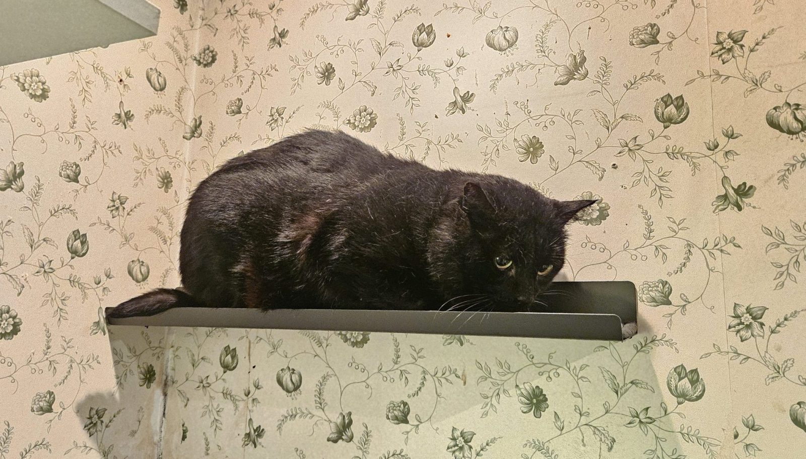 "Ingen vettig människa utsätter ett djur för sånt här lidande" - Siljan ...