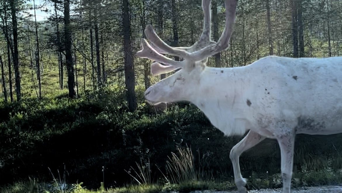 Vit ren fångades på bild på vägen mot Rättvik: "som att se en enhörning ...