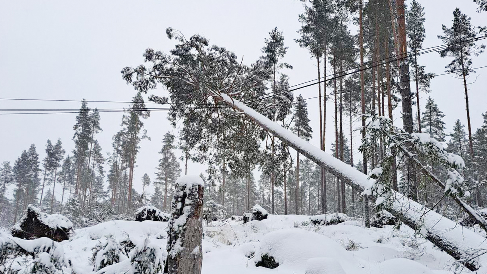 "Vinsten är att man blir så effektiv" - Siljan News